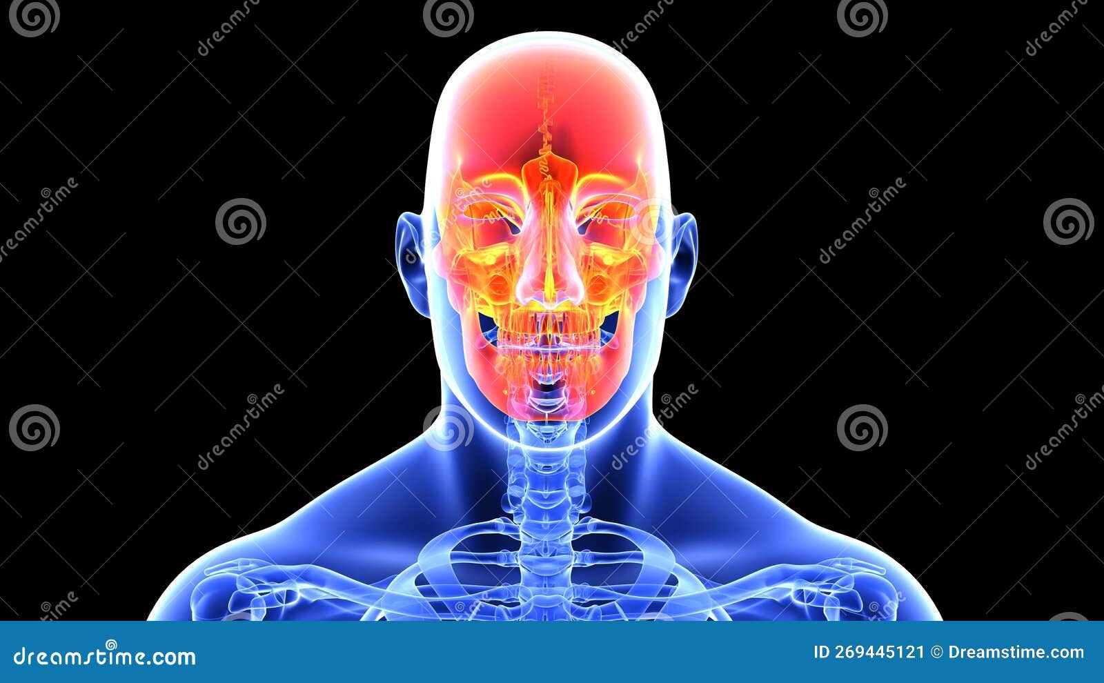Human Body Diagram Representing the Headache Stock Illustration ...