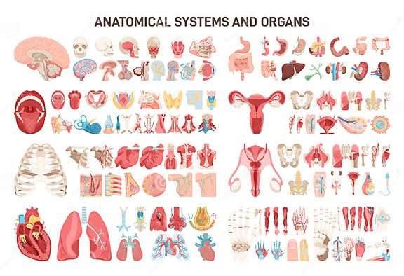 Human Body Different Anatomical Systems Organs and Structures. Stock ...