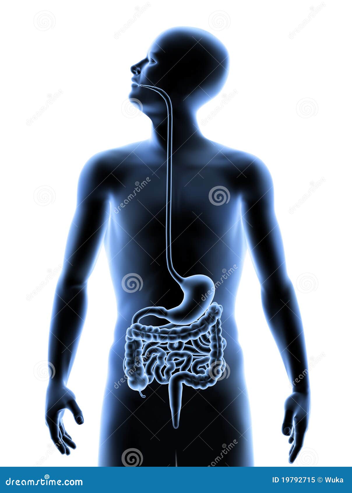 The Human Body - Digestive System Stock Illustration - Illustration of ...
