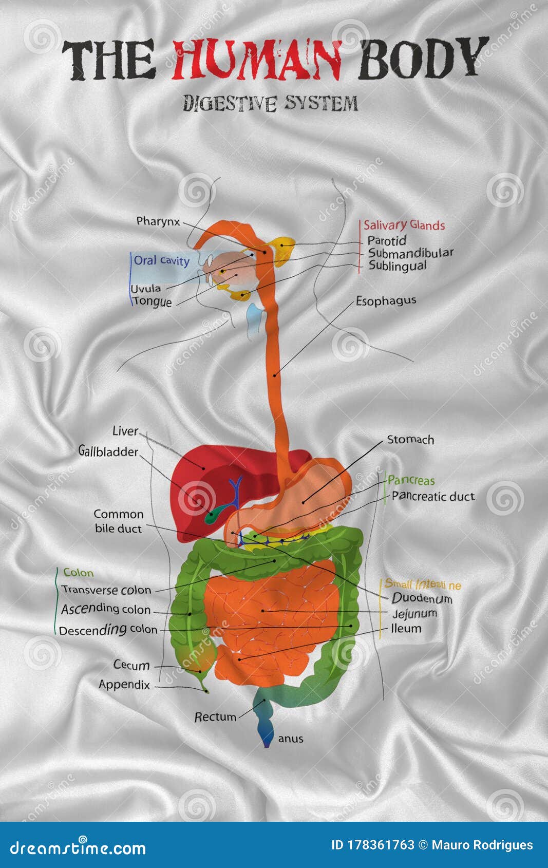 Human Body Digestive System Stock Vector - Illustration of fats ...