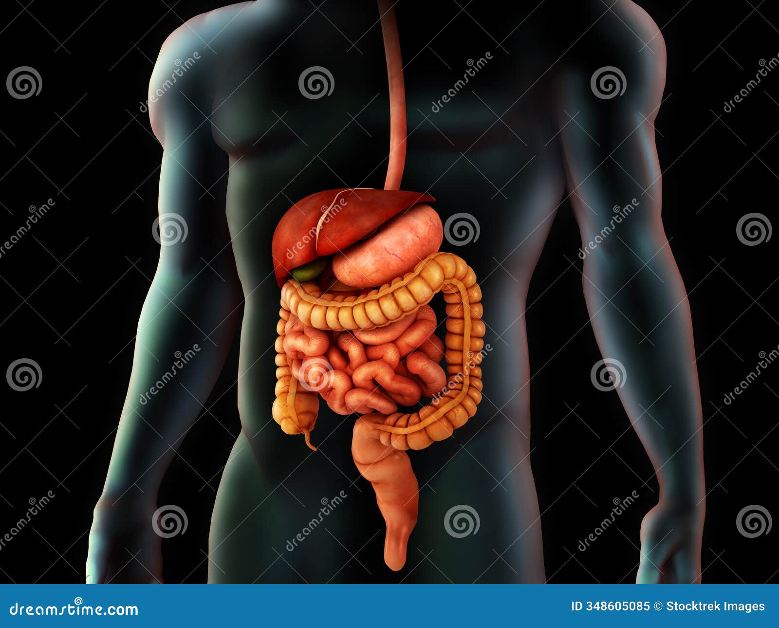 Human Body and Digestive System, Perspective View. Stock Illustration ...