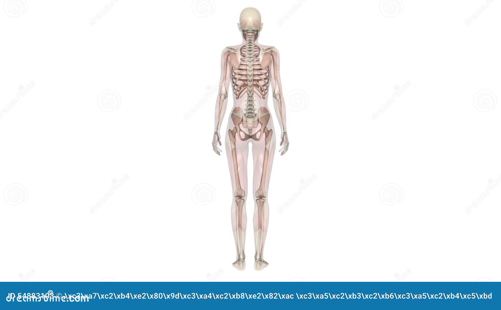 Human body stock video. Video of bone, science, pose - 54883103