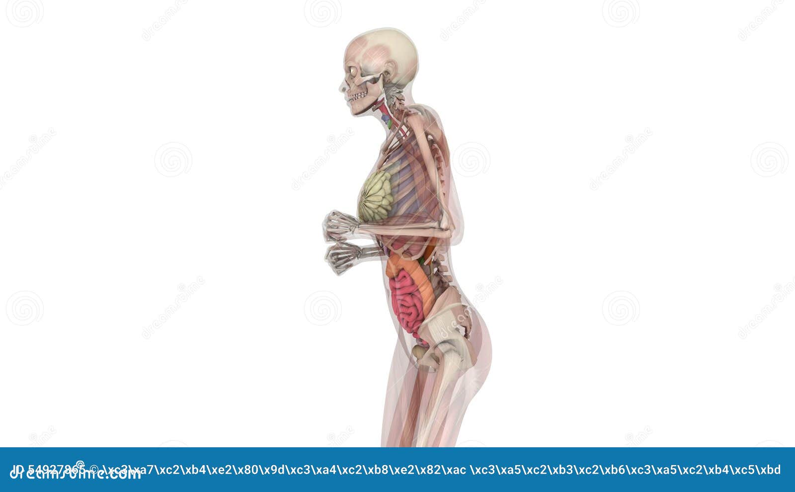 Human body stock video. Video of medical, anatomy, bone - 54927865
