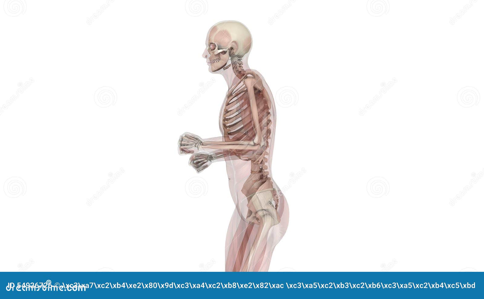 Human body stock footage. Video of care, frame, bone - 54926726