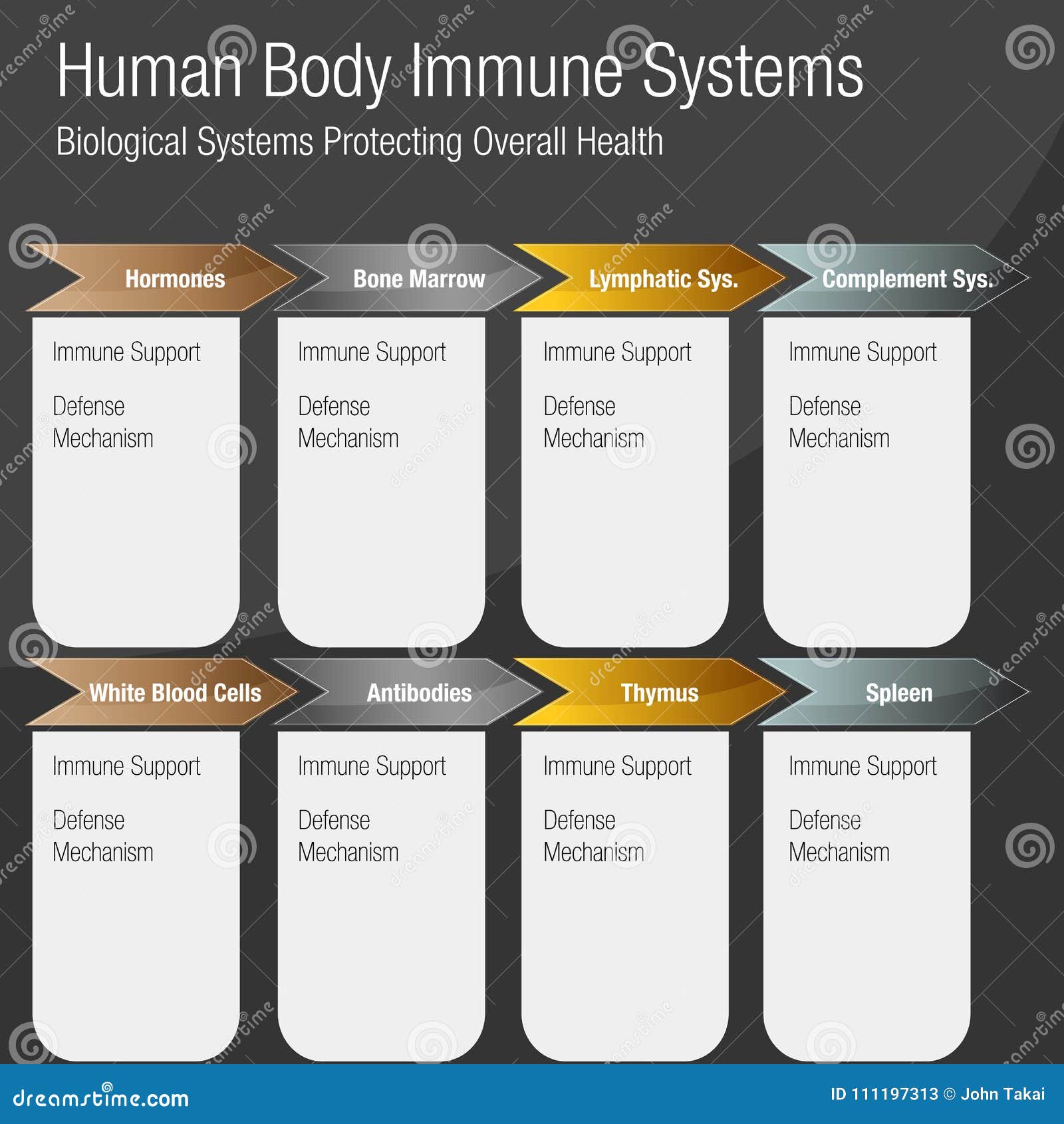 Human Body Immune Systems Chart Stock Vector - Illustration of text ...