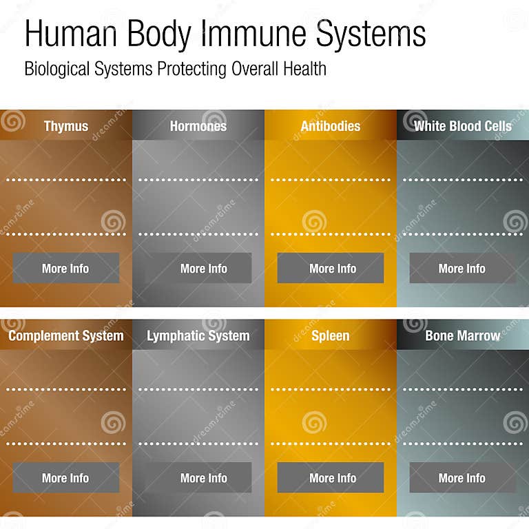 Human Body Immune Systems Chart Stock Vector - Illustration of spleen ...