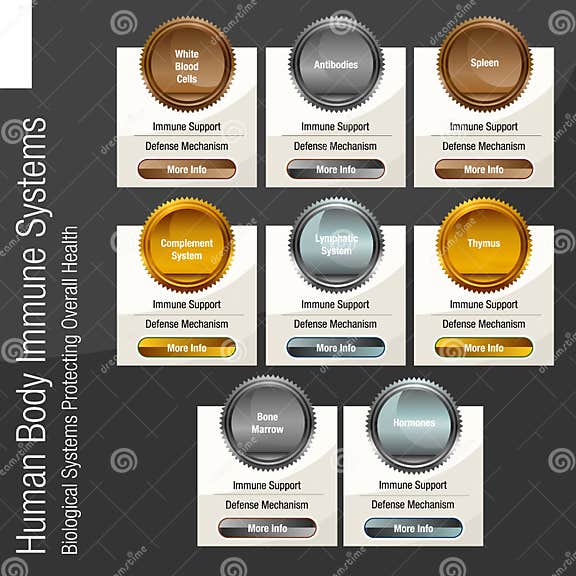 Human Body Immune Systems Chart Stock Vector - Illustration of chart ...