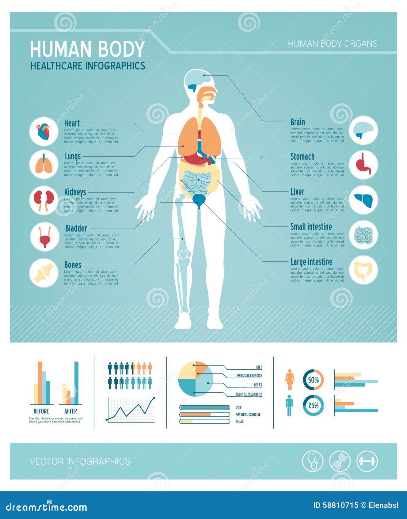 Human Body Infographics Stock Vector Illustration Of Infochart 58810715