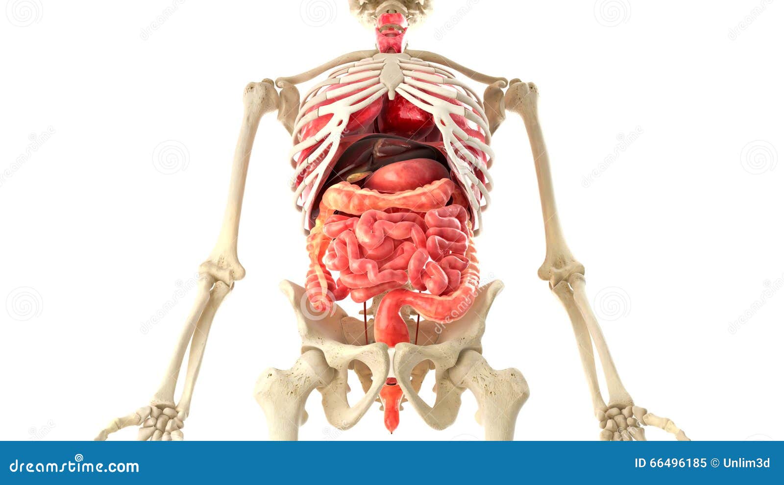 Human Body and Internal Organs in Loop Rotation Stock Video - Video of ...