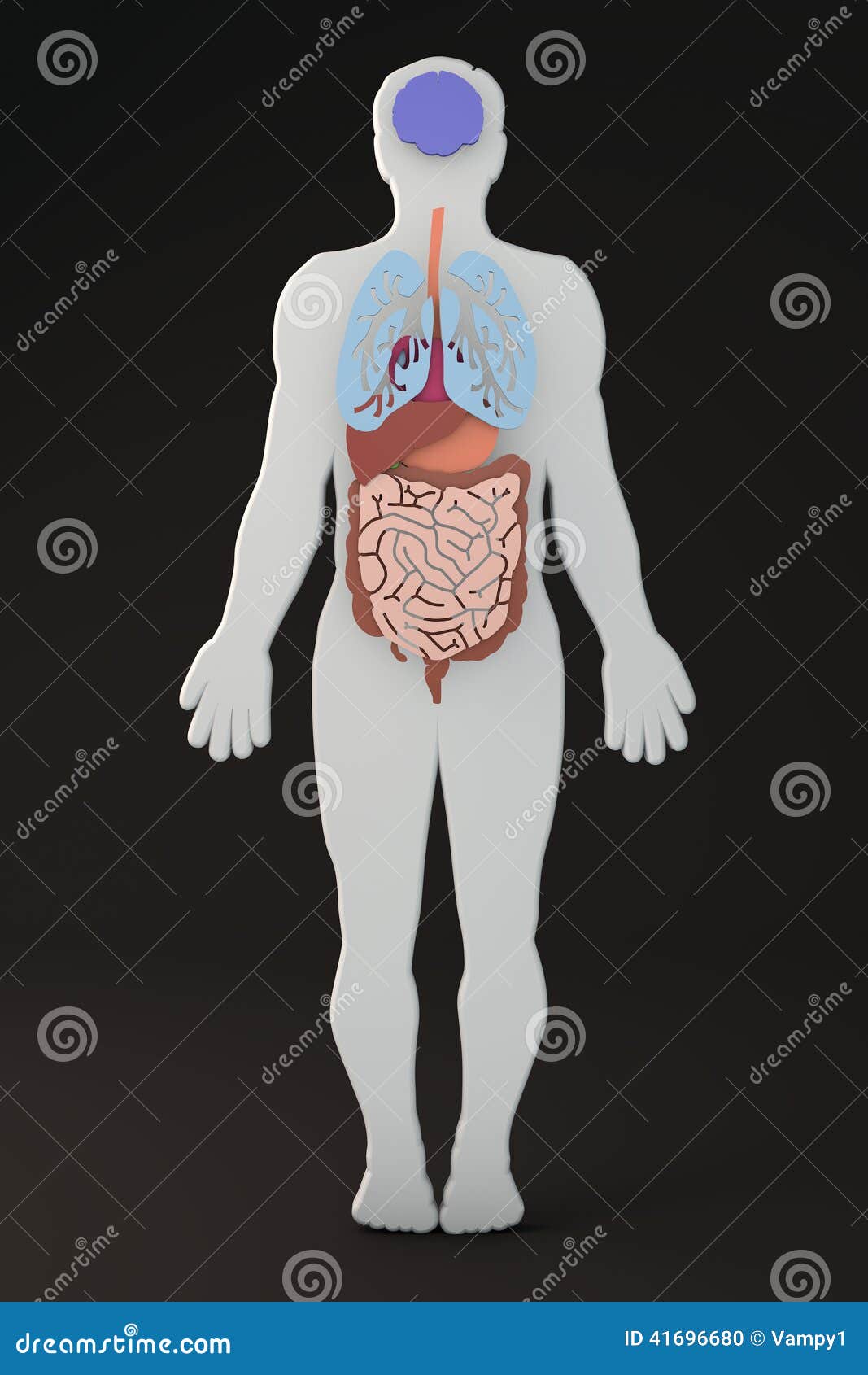 The Human Body, Internal Organs Section Stock Illustration ...