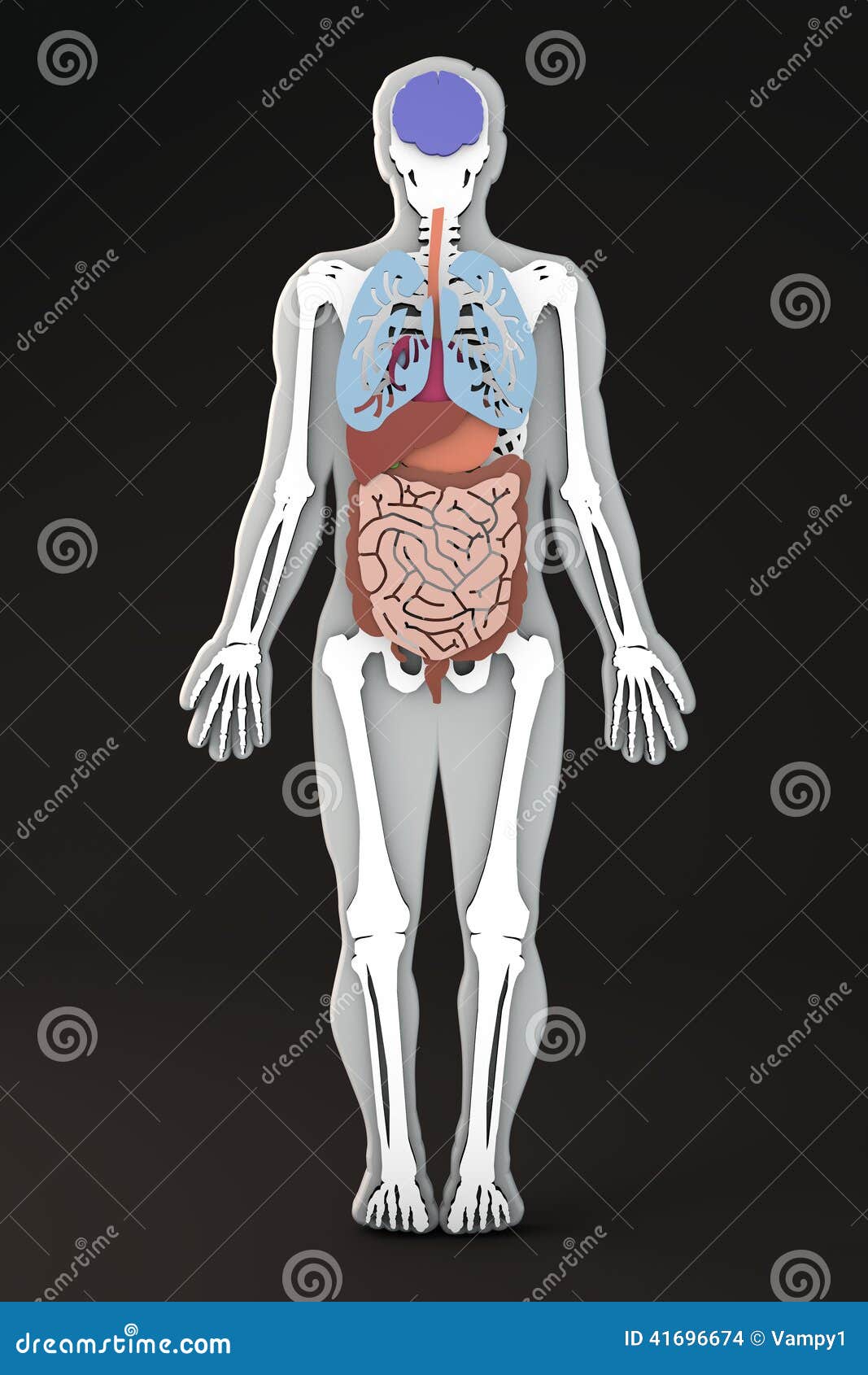 Human Body Internal Organs Section Stock Illustrations – 852 Human Body ...