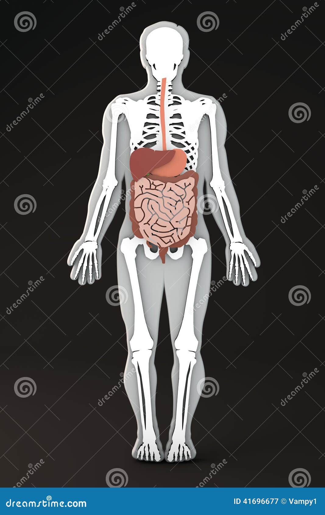 The Human Body, Internal Organs Section, Digestive System Stock ...