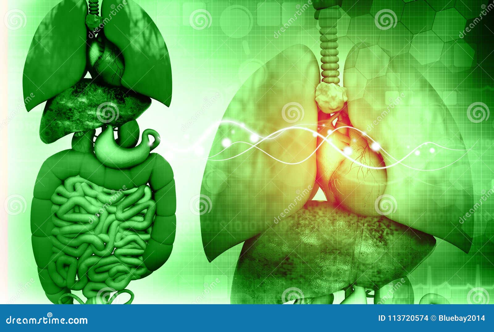 Human body Internal Parts stock illustration. Illustration of gastric ...