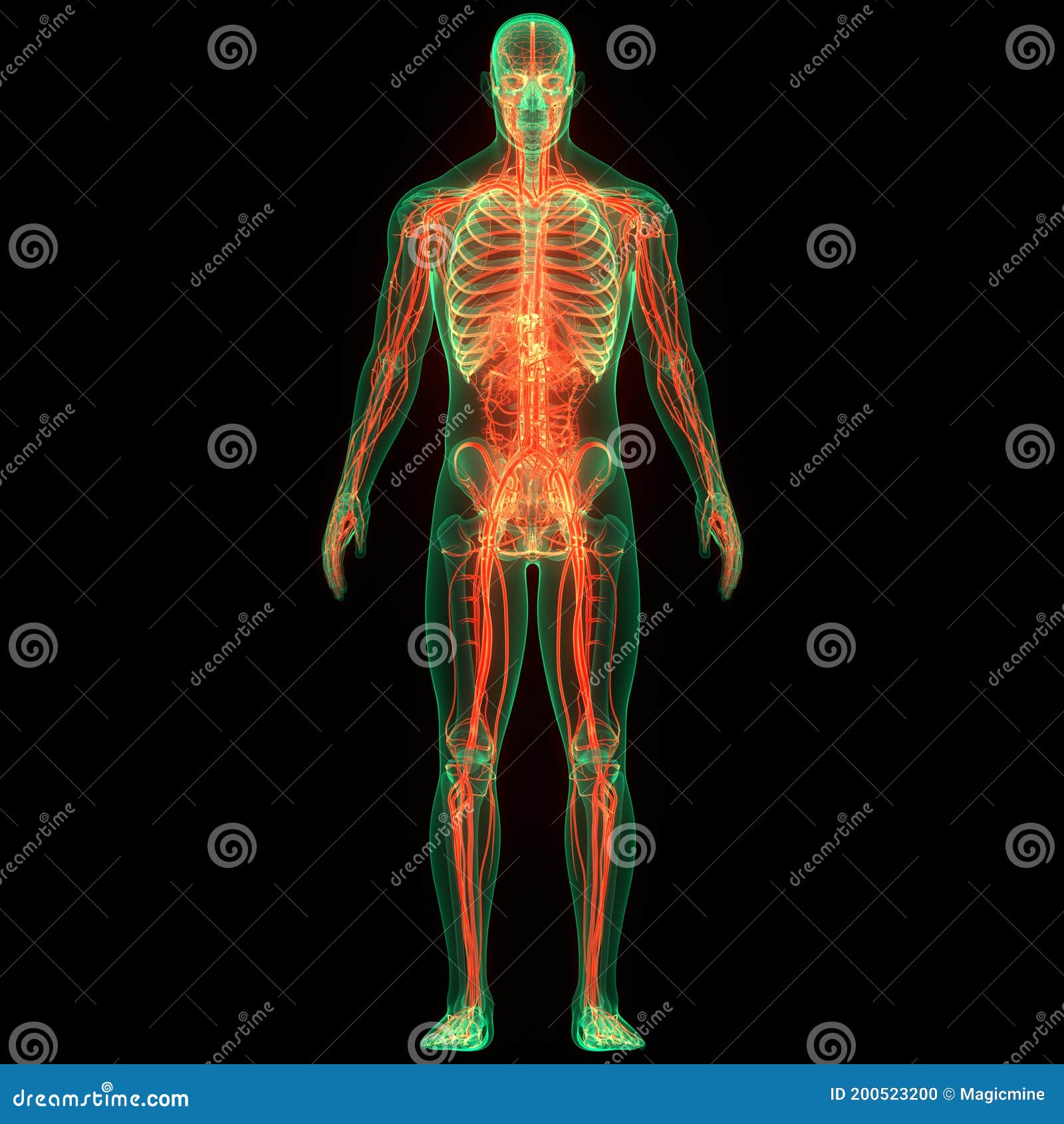 Human Body Internal System Nervous System Anatomy Stock Illustration ...