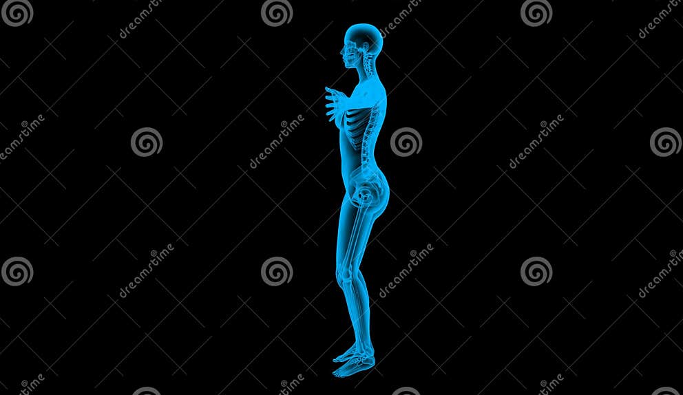 Human body left stock illustration. Illustration of skeletal - 19050992