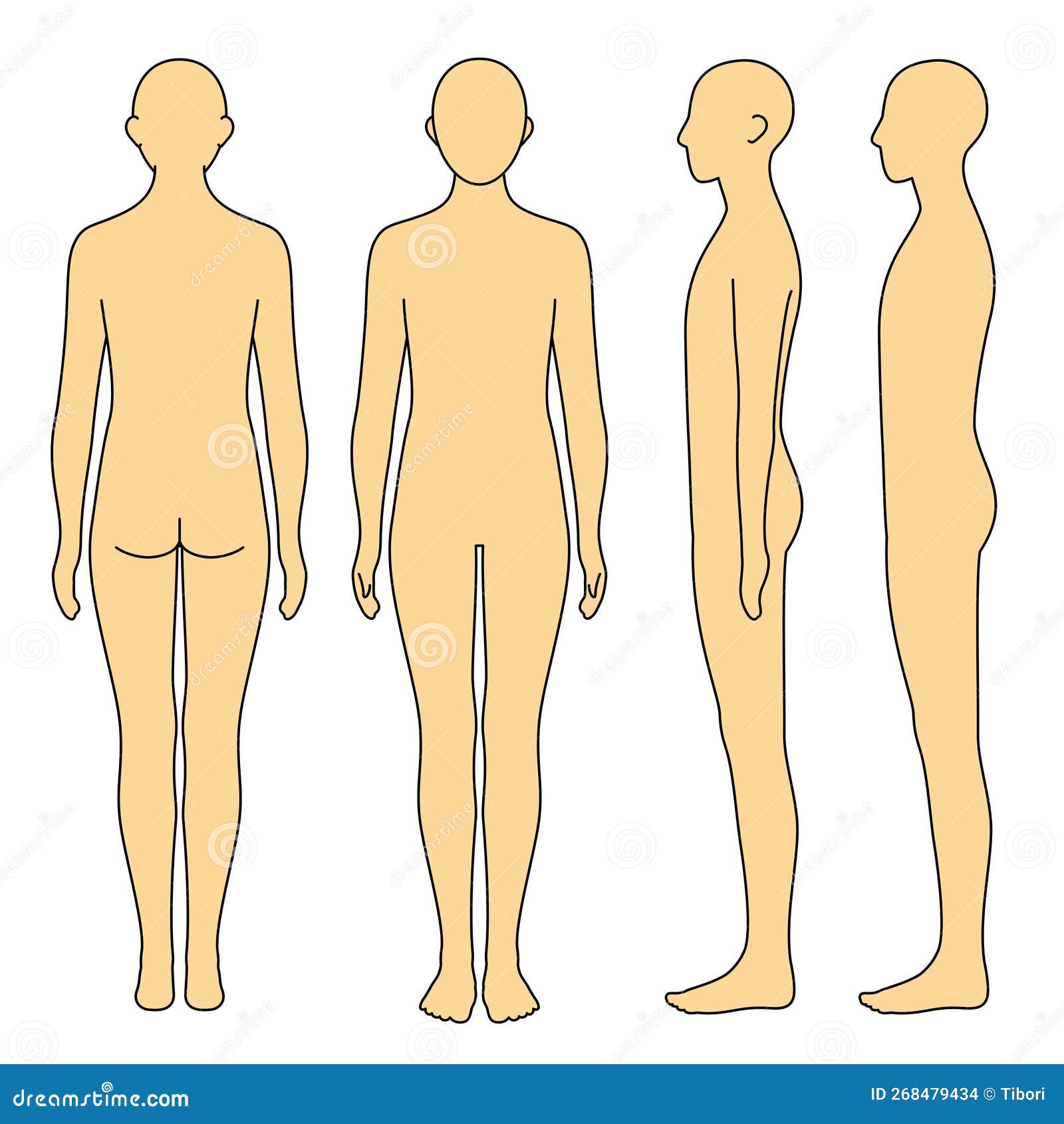 Human Body Model, Outline, Front, Back and Side, Vector File Set Stock ... Human Body Model, Outline, Front, Back and Side, Vector File Set Stock ...