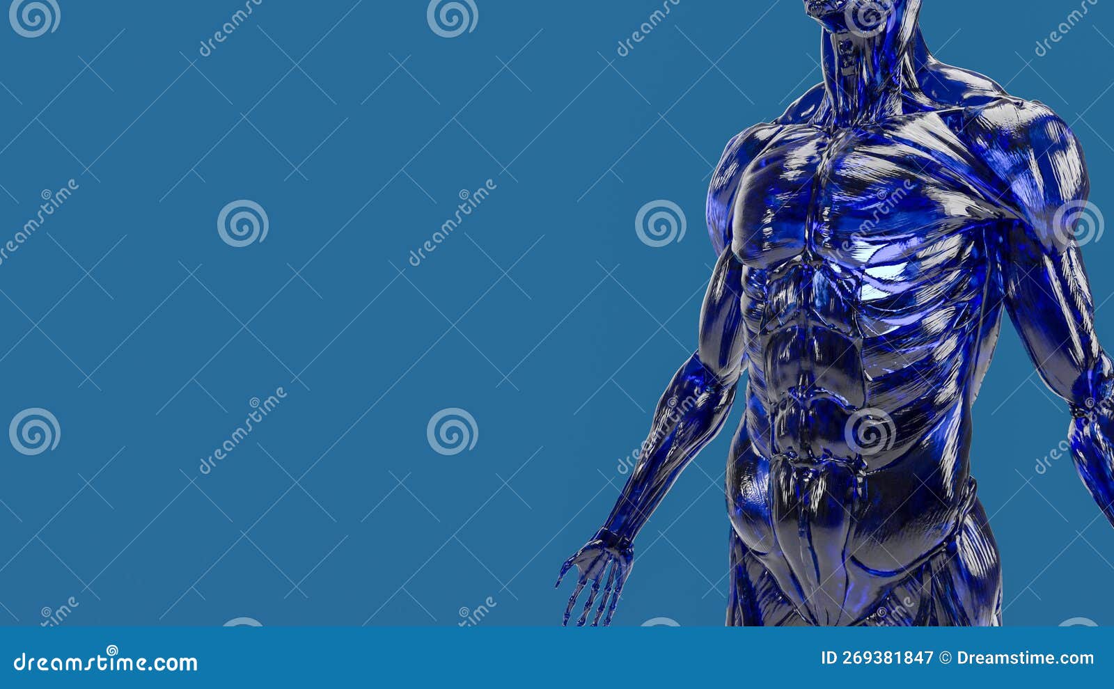 The Human Body Muscle on Blue Background for Education or Sci Concept ...