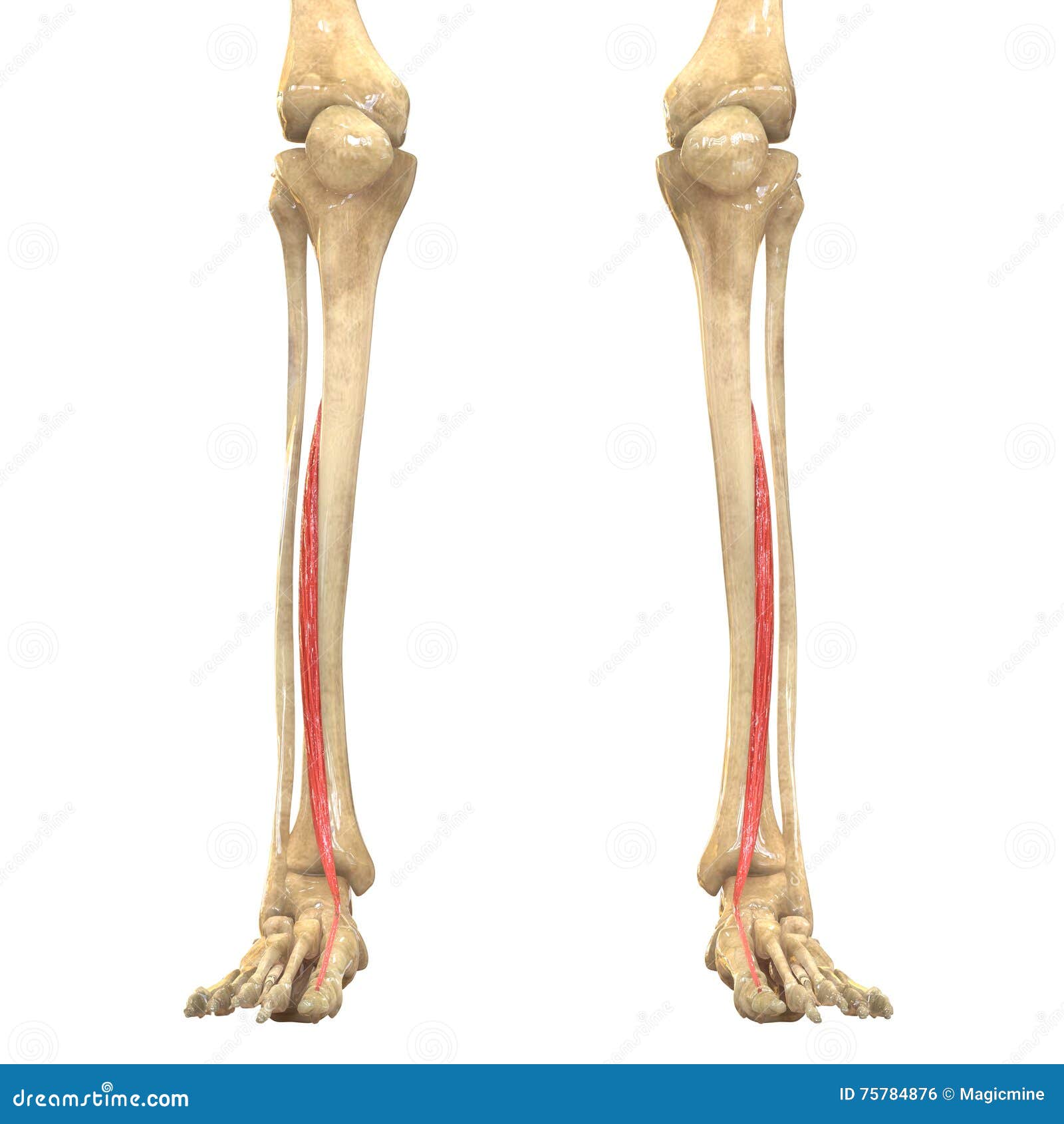 Human Body Muscles Anatomy (Extensor Hallucis Longus) Royalty-Free ...