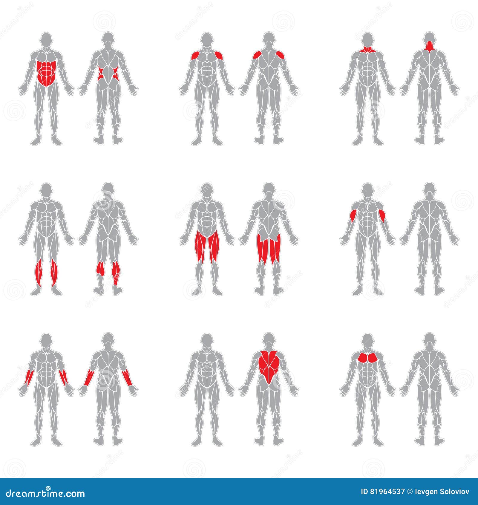 Outline Human Muscles Diagram Stock Illustrations – 52 Outline Human ...