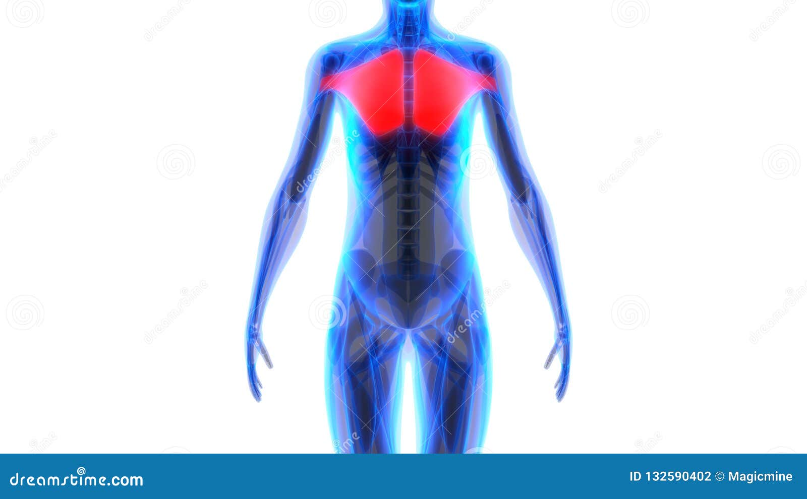 Human Body Muscular System Anatomy Stock Illustration - Illustration of ...