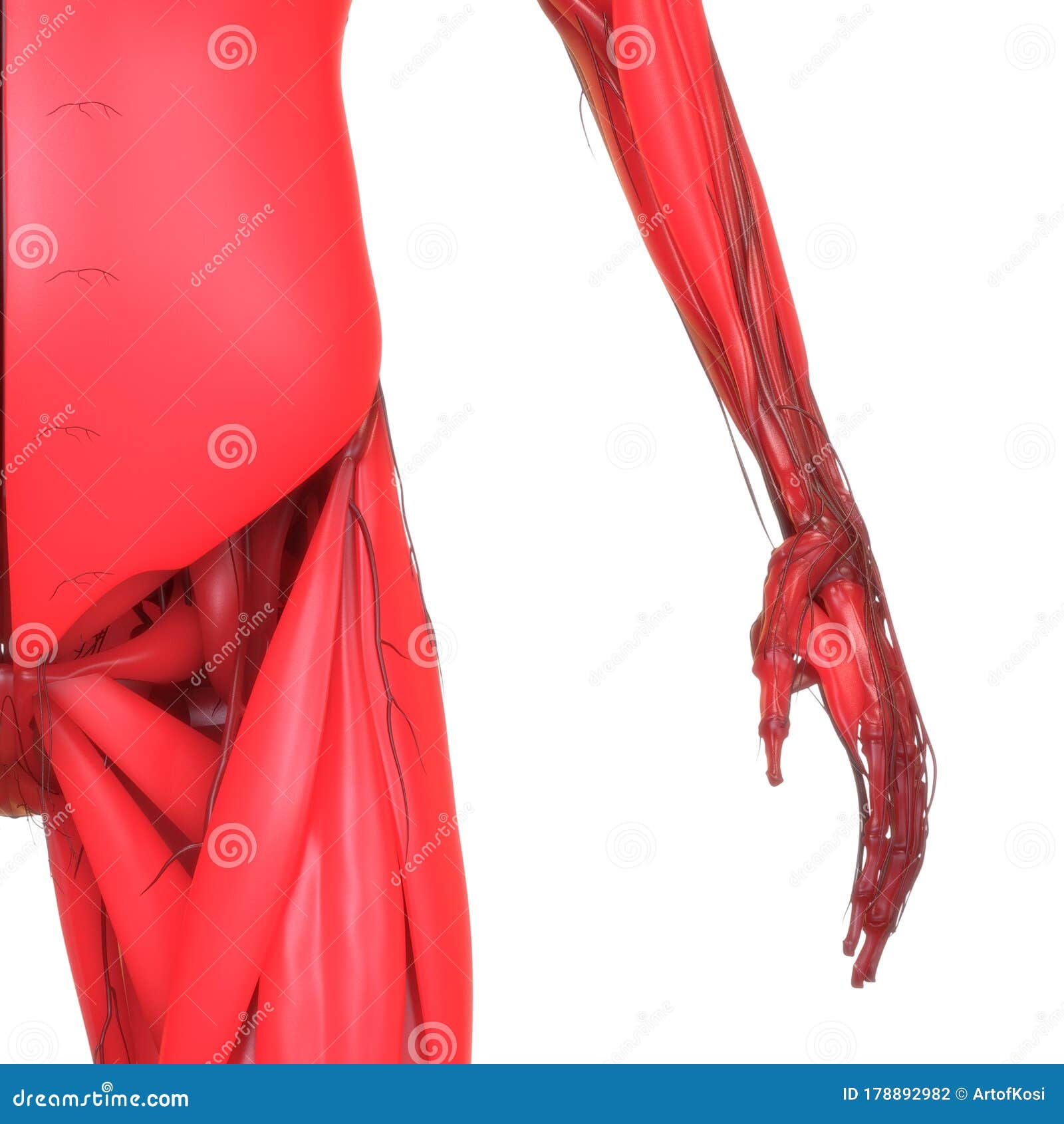 Human Body Muscular System Anatomy 3d Rendering Stock Illustration ...