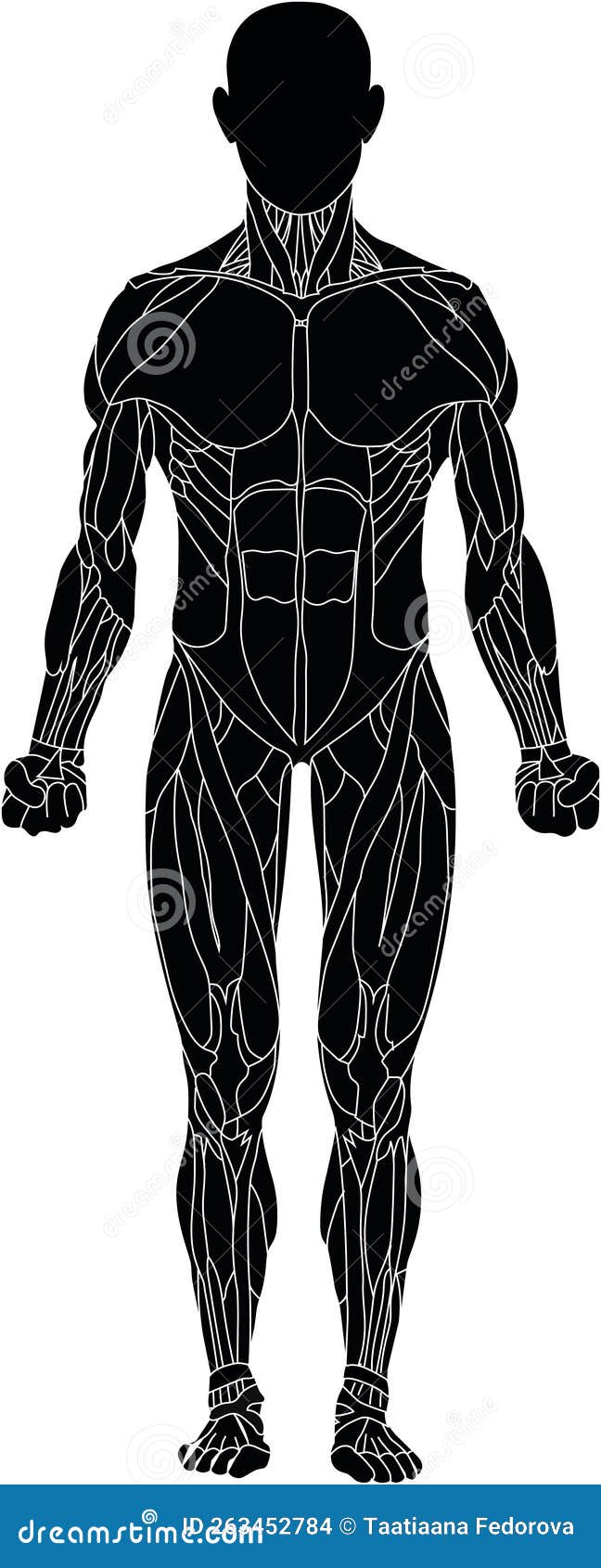 Human Body, Muscular System, Human Anatomy, Front View. Stock ...