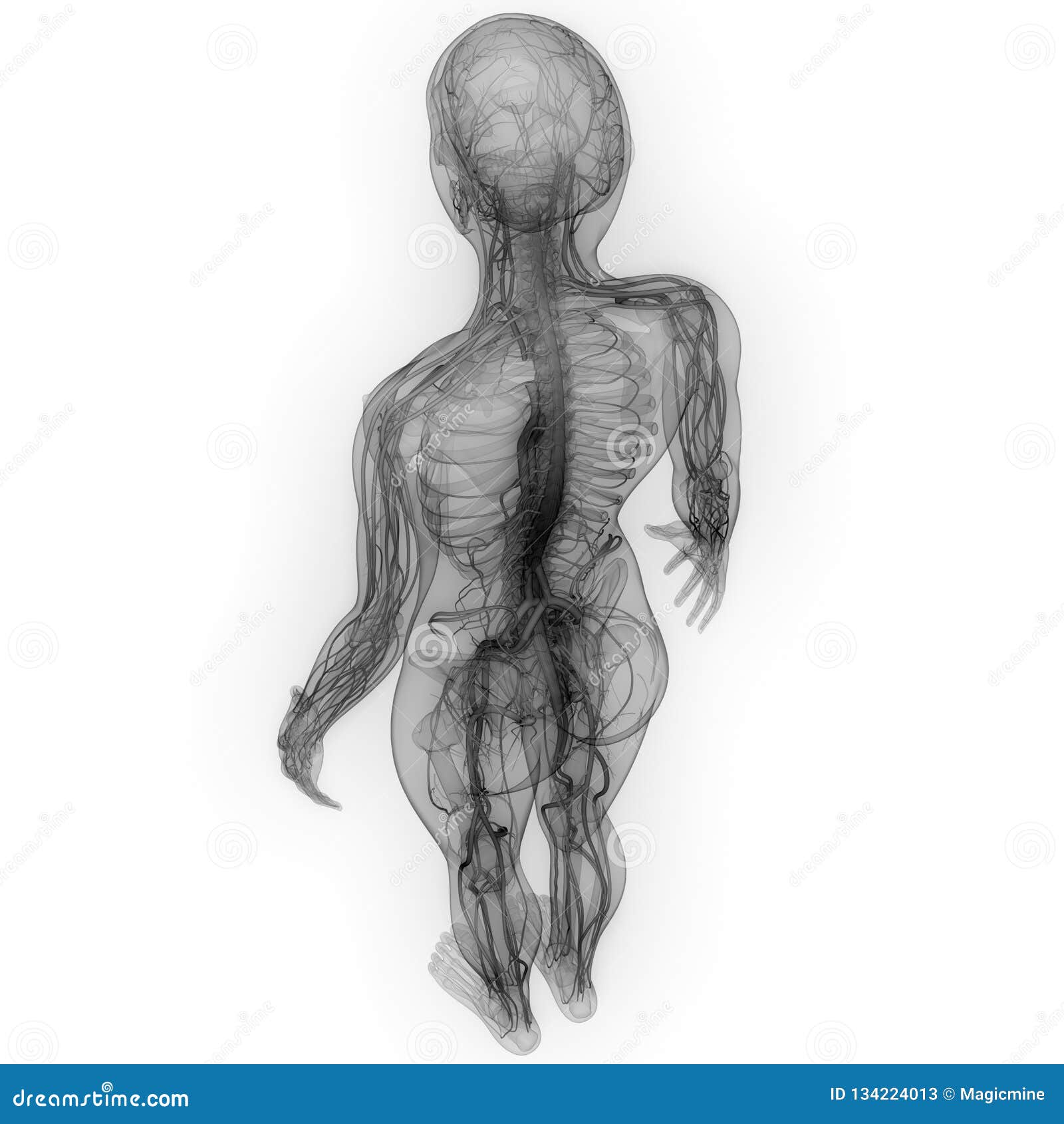 Human Body Nervous System Anatomy Stock Illustration - Illustration of ...