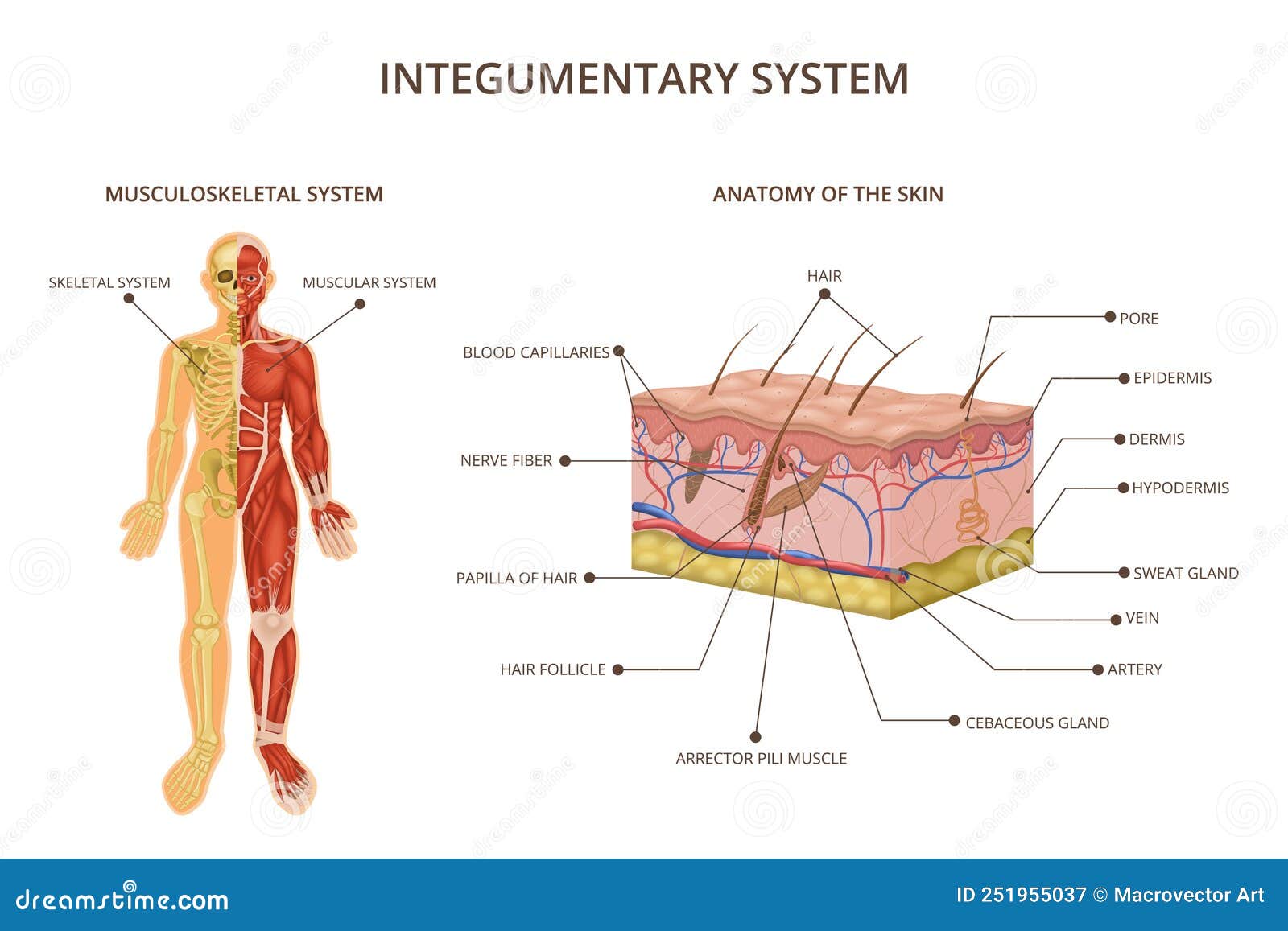 Human Integumentary System Infographics Cartoon Vector 269481371