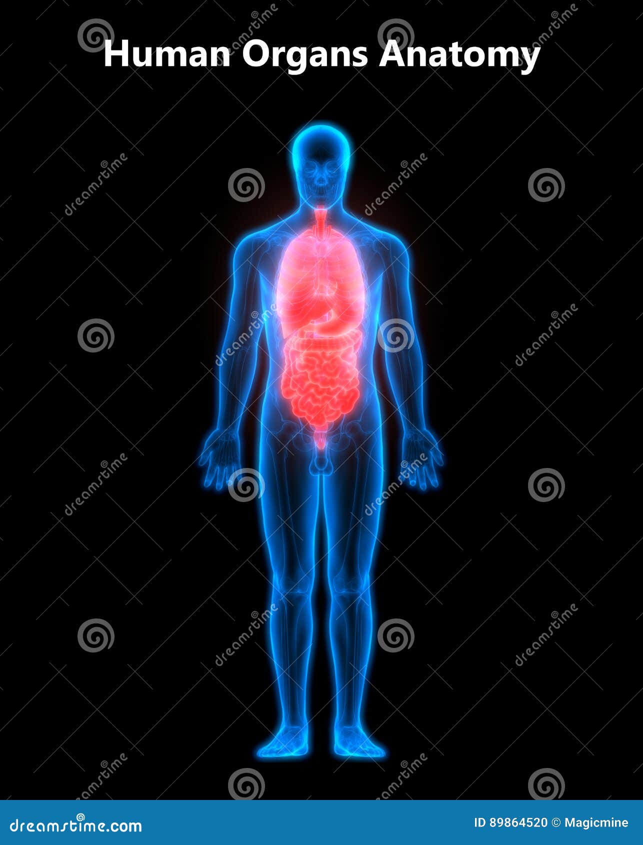 Human Body Organs Anatomy stock illustration. Illustration of muscular ...