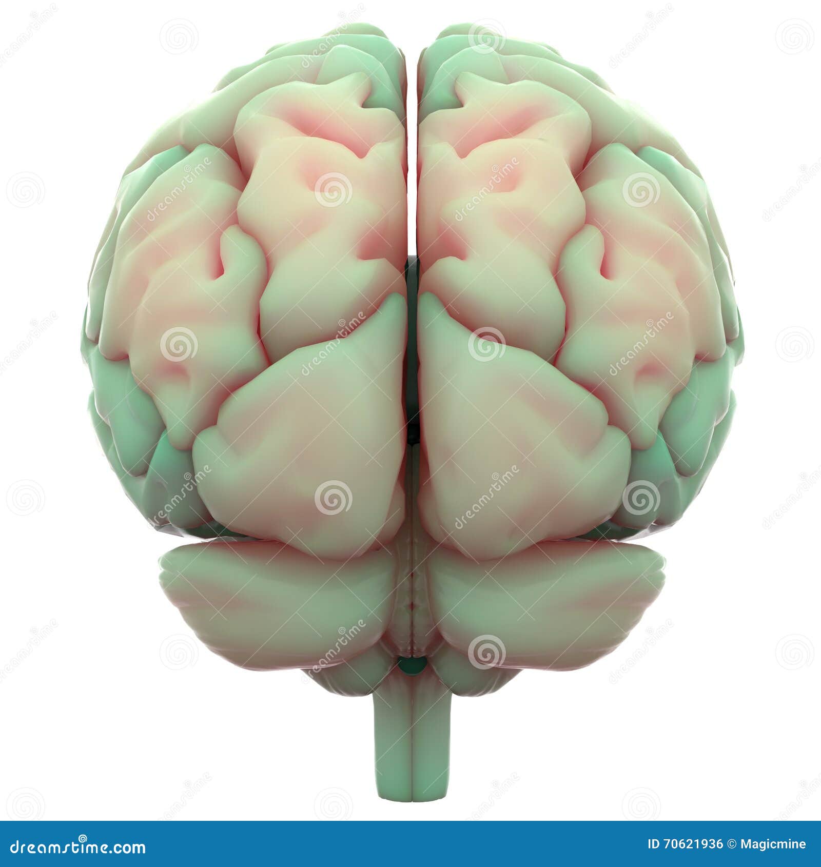 Human Body Organs (Brain) stock illustration. Illustration of ...