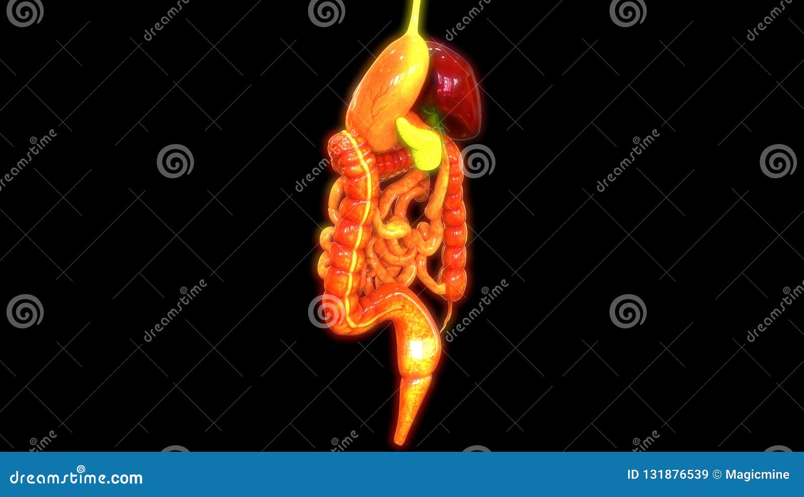 Human Body Organs Digestive System Anatomy Stock Illustration ...