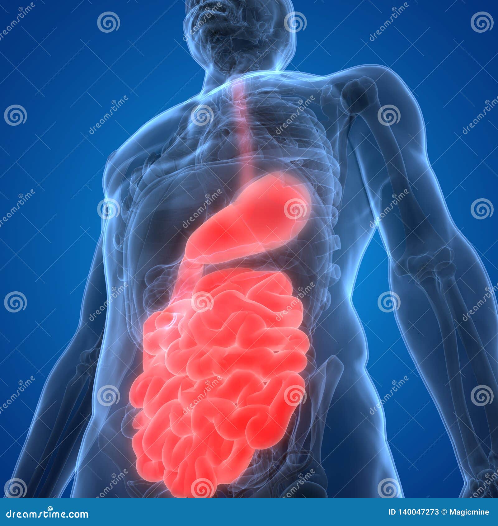Human Body Organs Digestive System Anatomy Stock Illustration ...