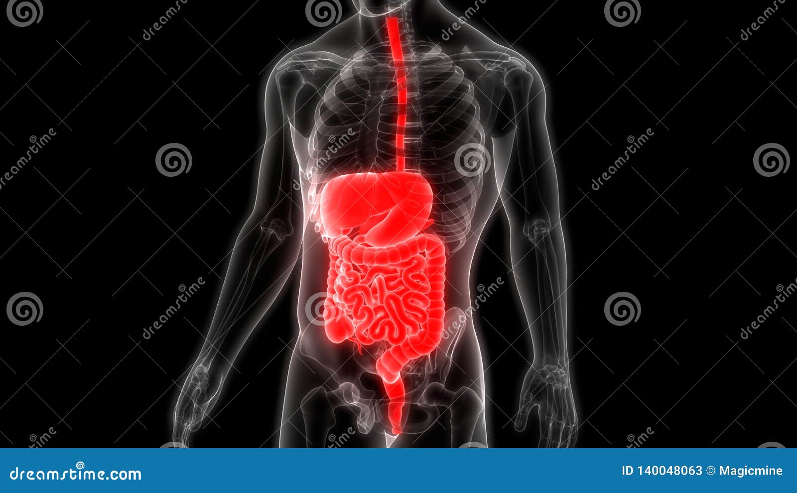 Human Body Organs Digestive System Anatomy Stock Illustration ...