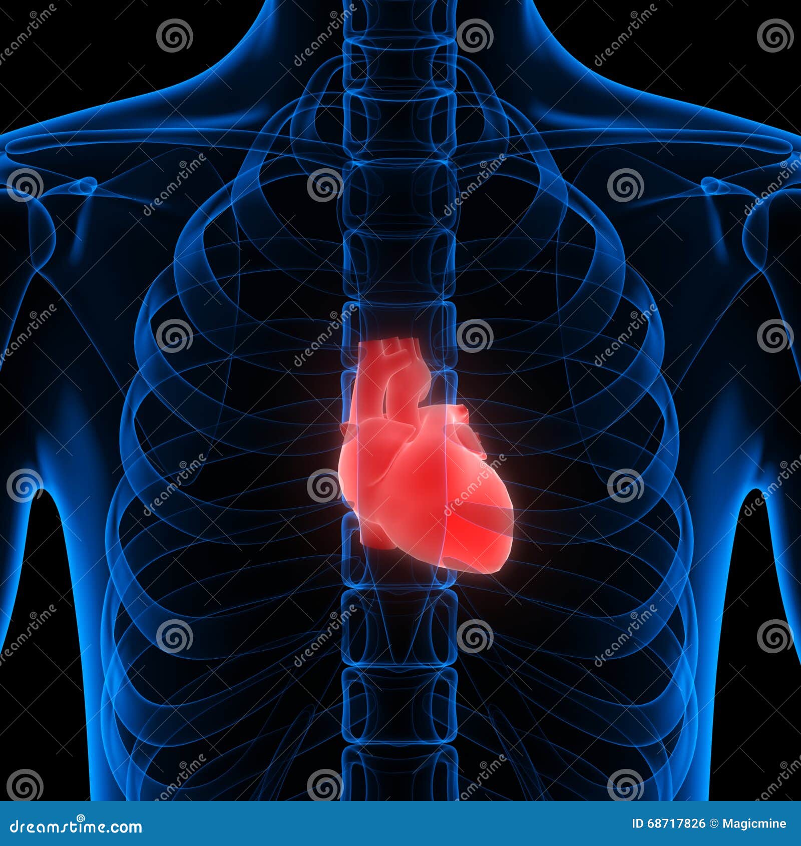 Human Body Organs (Heart) stock illustration. Illustration of heart ...
