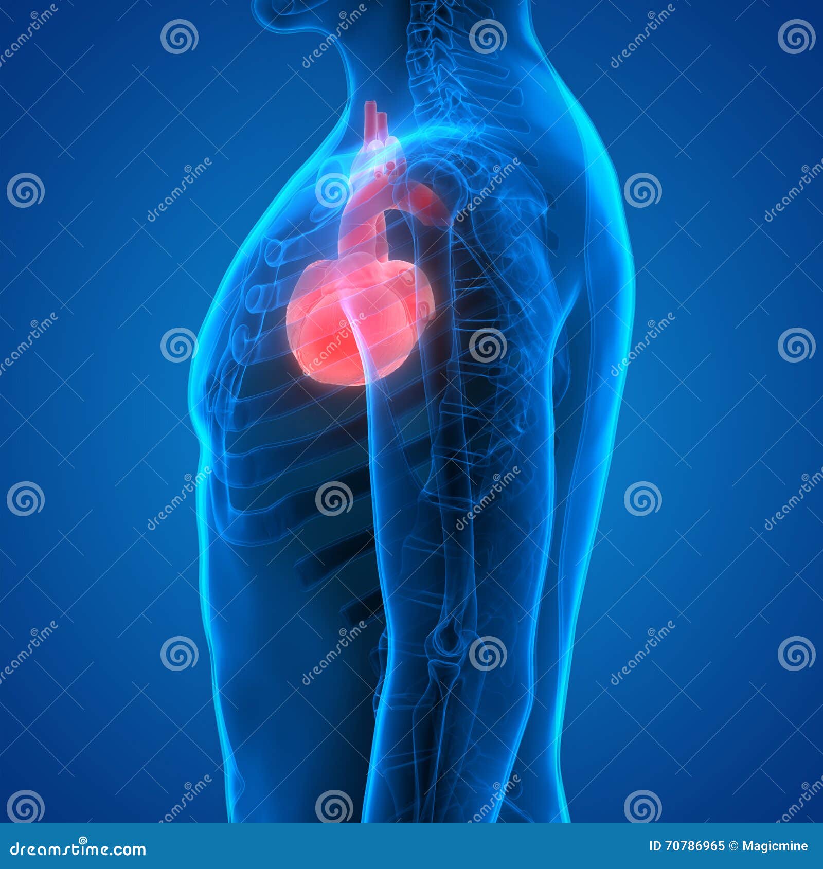 Human Body Organs (Heart) stock illustration. Illustration of beat ...