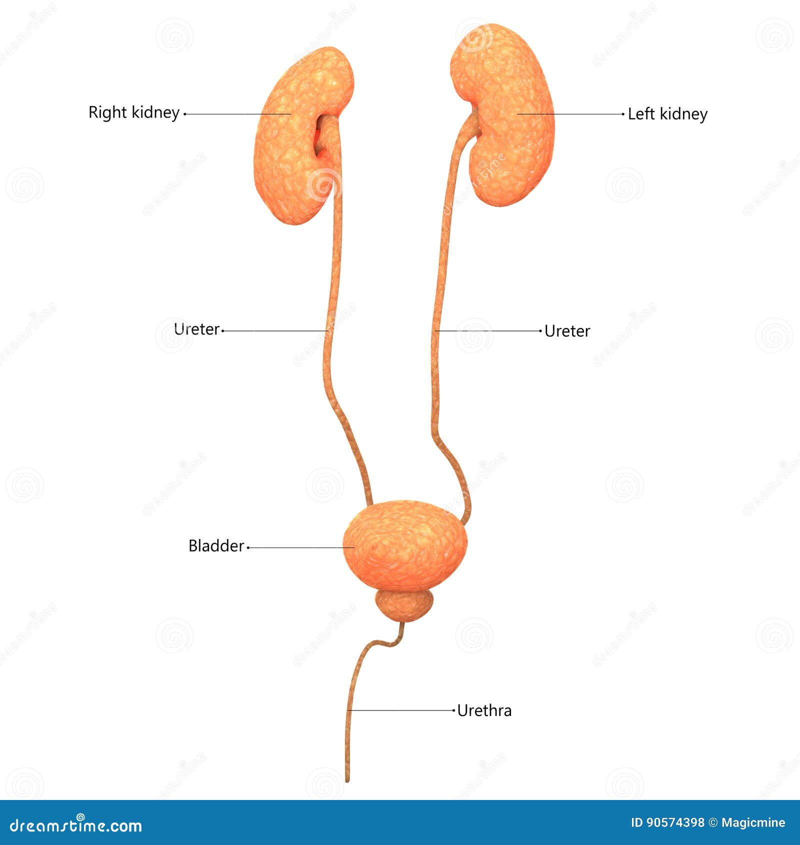 Human Body Organs Kidneys With Urinary Bladder Stock Photo ...