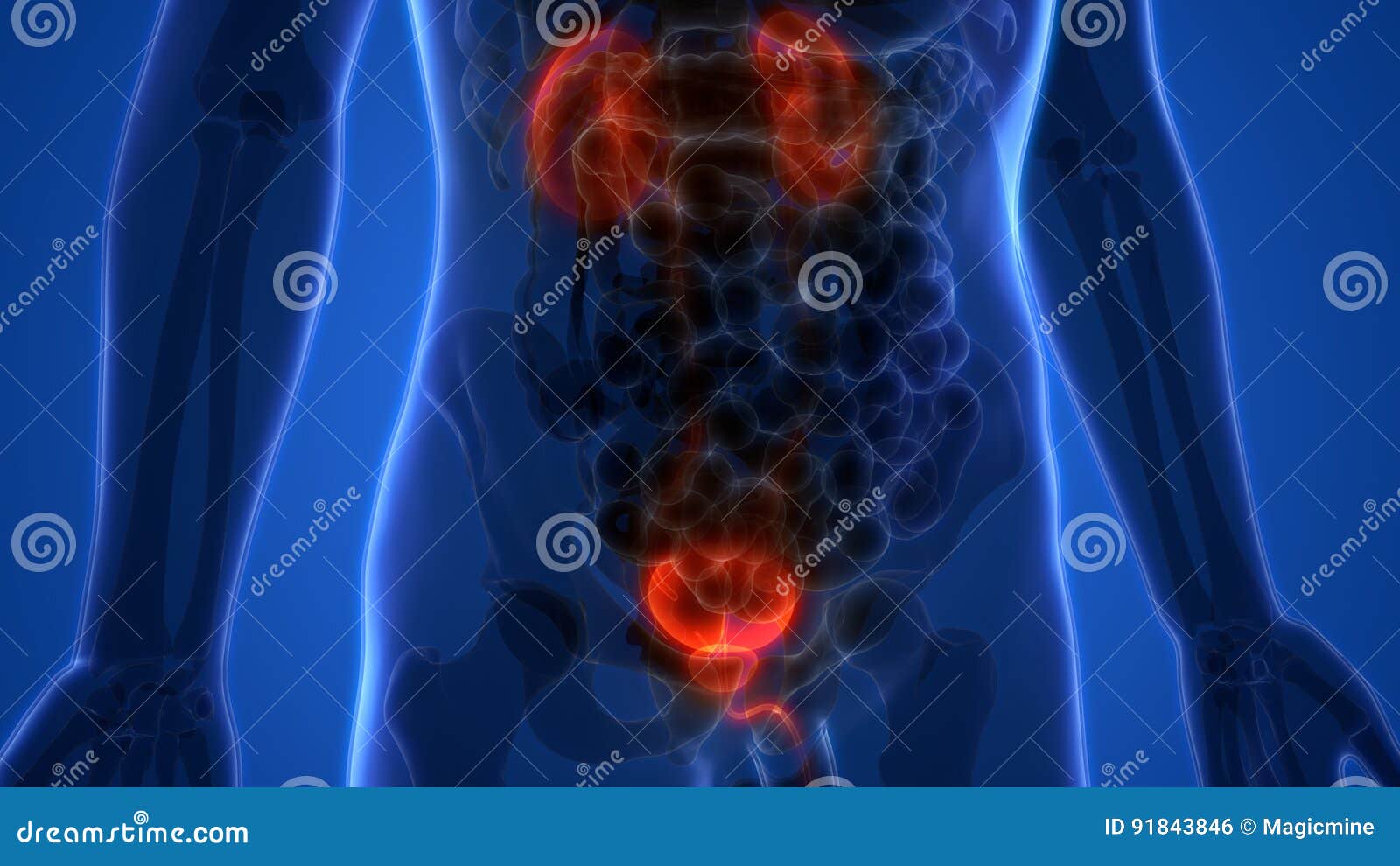 Human Body Organs Kidneys With Urinary Bladder Royalty-Free Stock Image ...