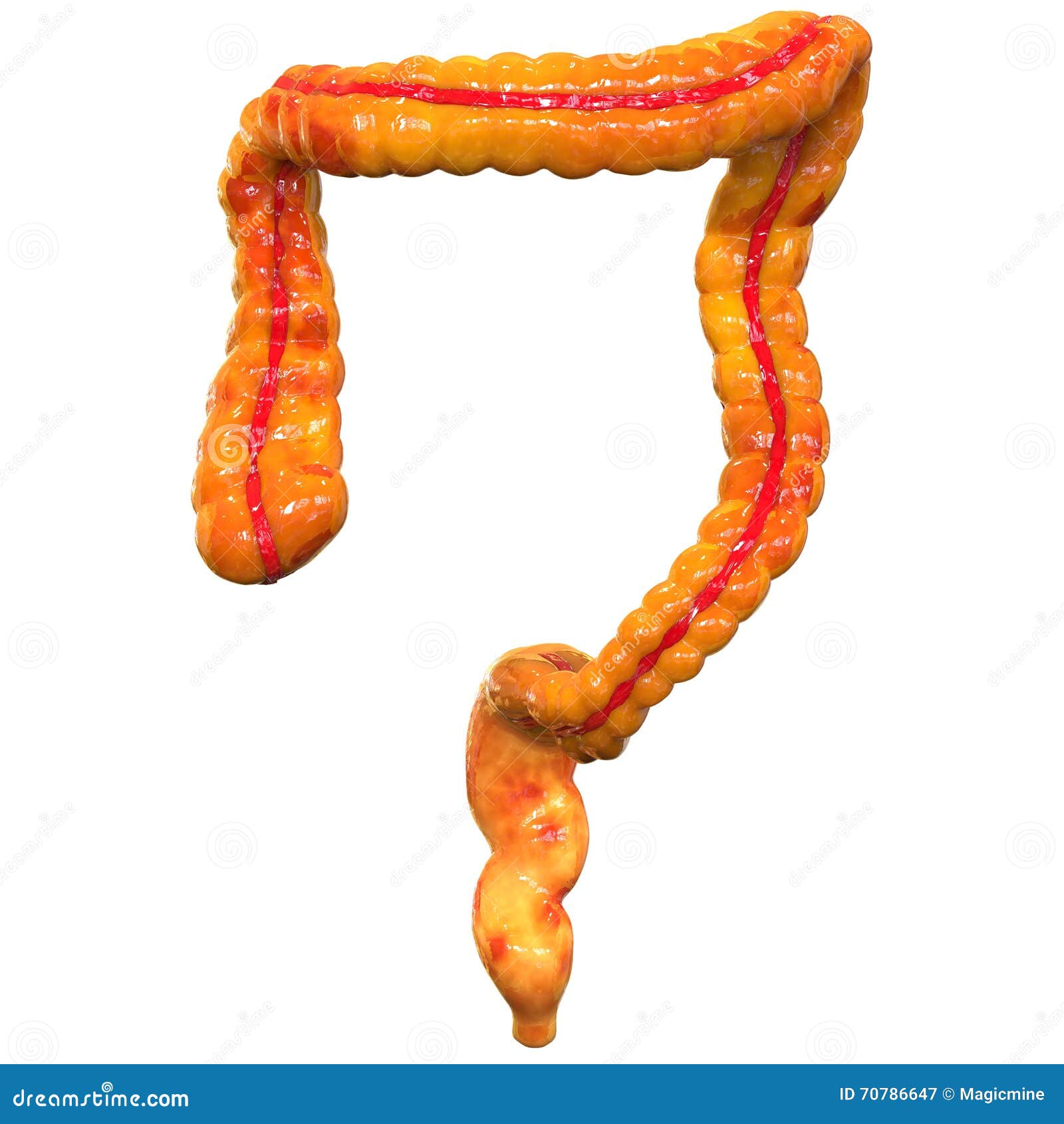 Human Body Organs (Large Intestine) Stock Illustration - Illustration ...