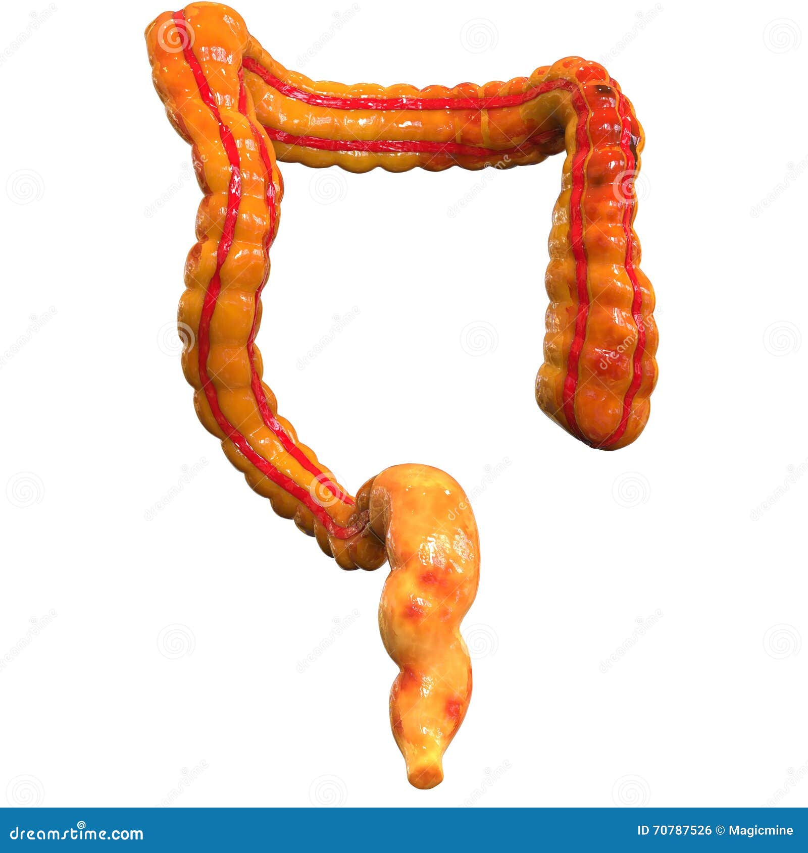 Human Body Organs (Large Intestine) Stock Illustration - Illustration ...