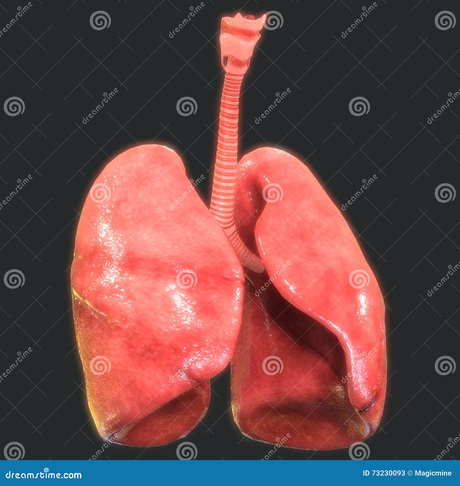 Human Body Organs (Lungs Anatomy) Stock Illustration - Illustration of ...