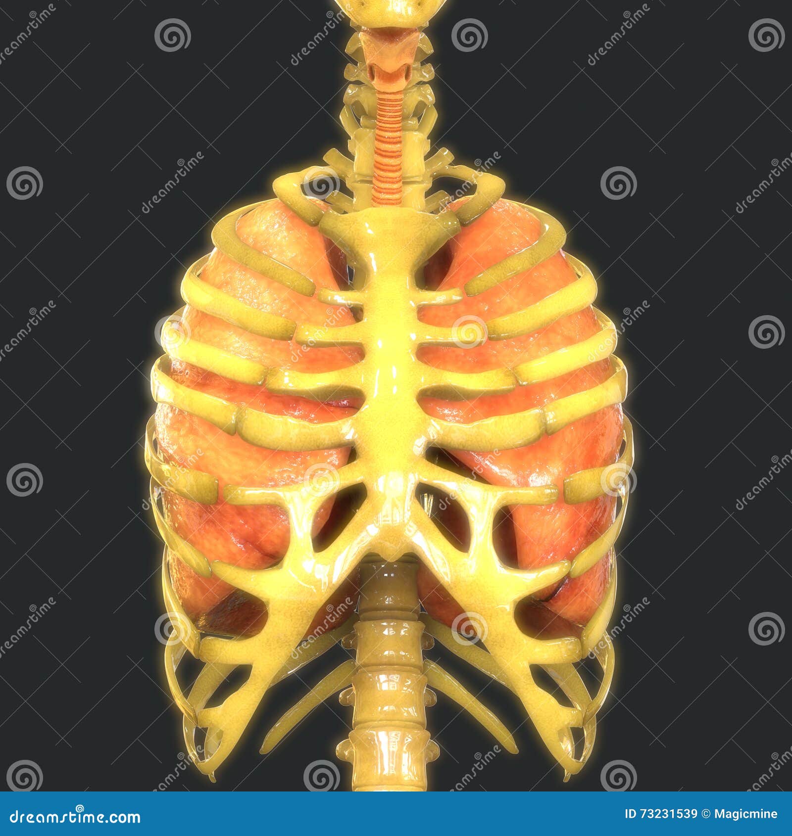Human Body Organs Lungs Anatomy Stock Illustration Illustration Of Health Organ 73231539