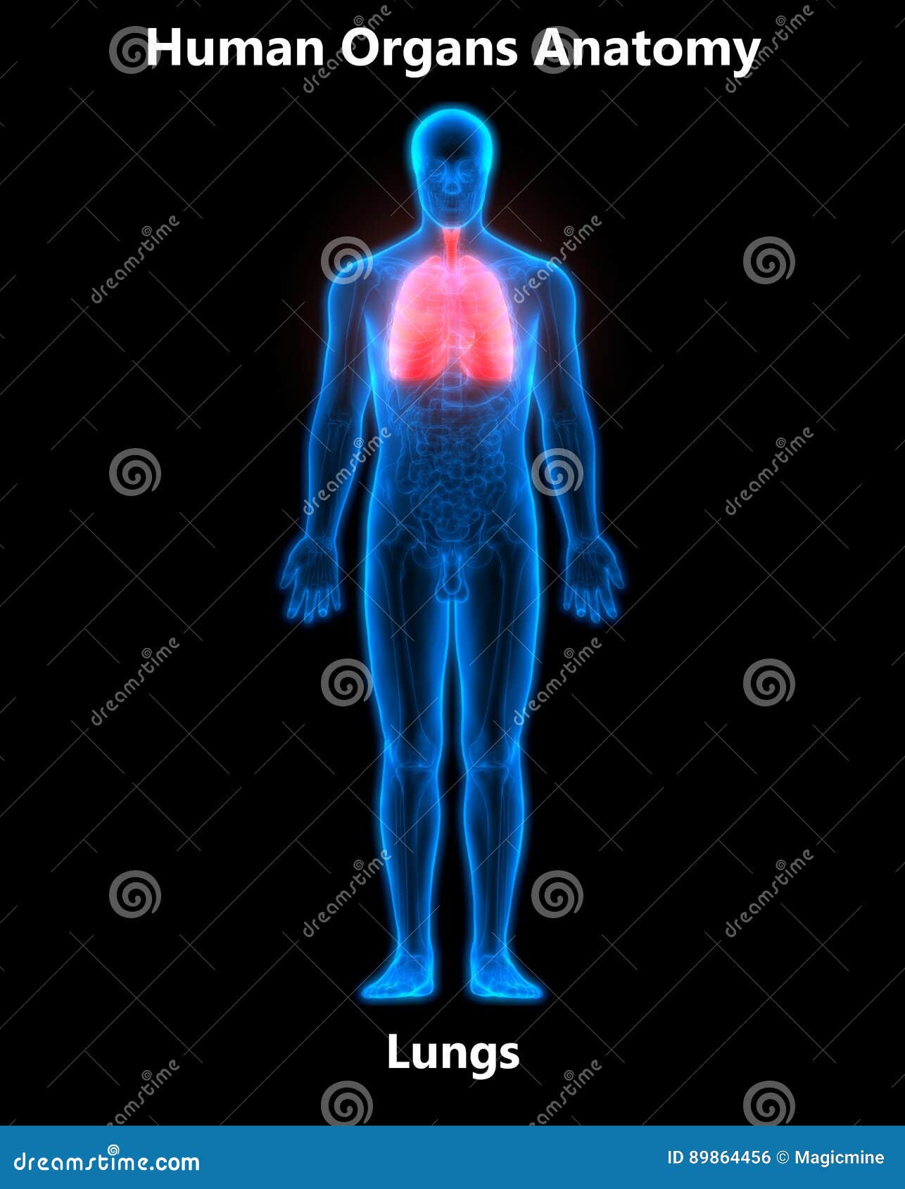Human Body Organs Lungs Anatomy Stock Illustration - Illustration of ...