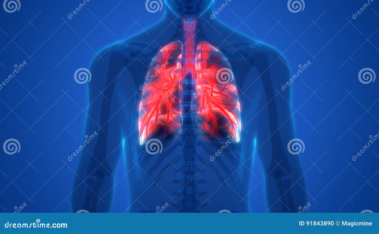Human Body Organs Lungs Anatomy Stock Illustration - Illustration of ...