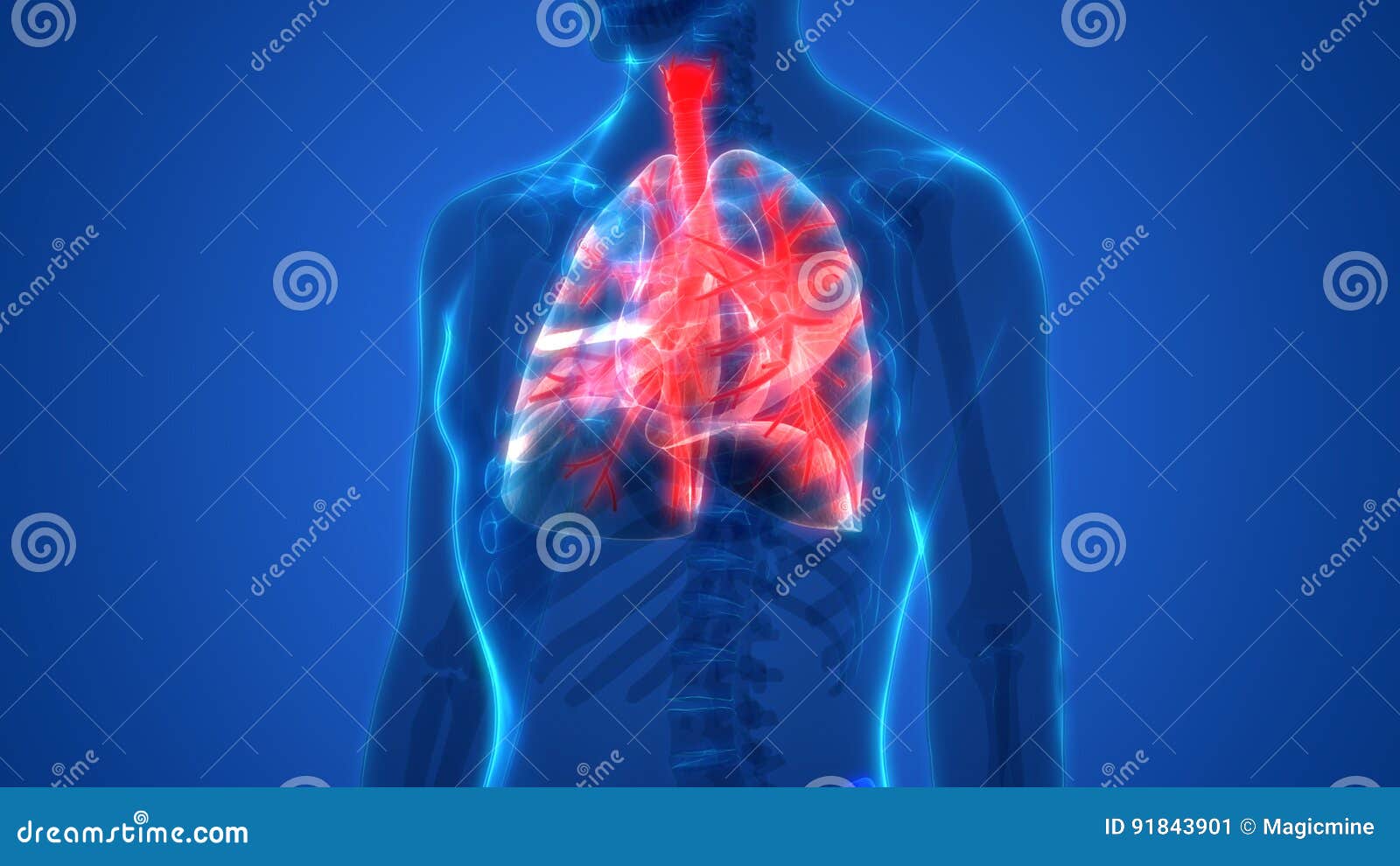 Human Body Organs Lungs Anatomy Stock Illustration - Illustration of ...
