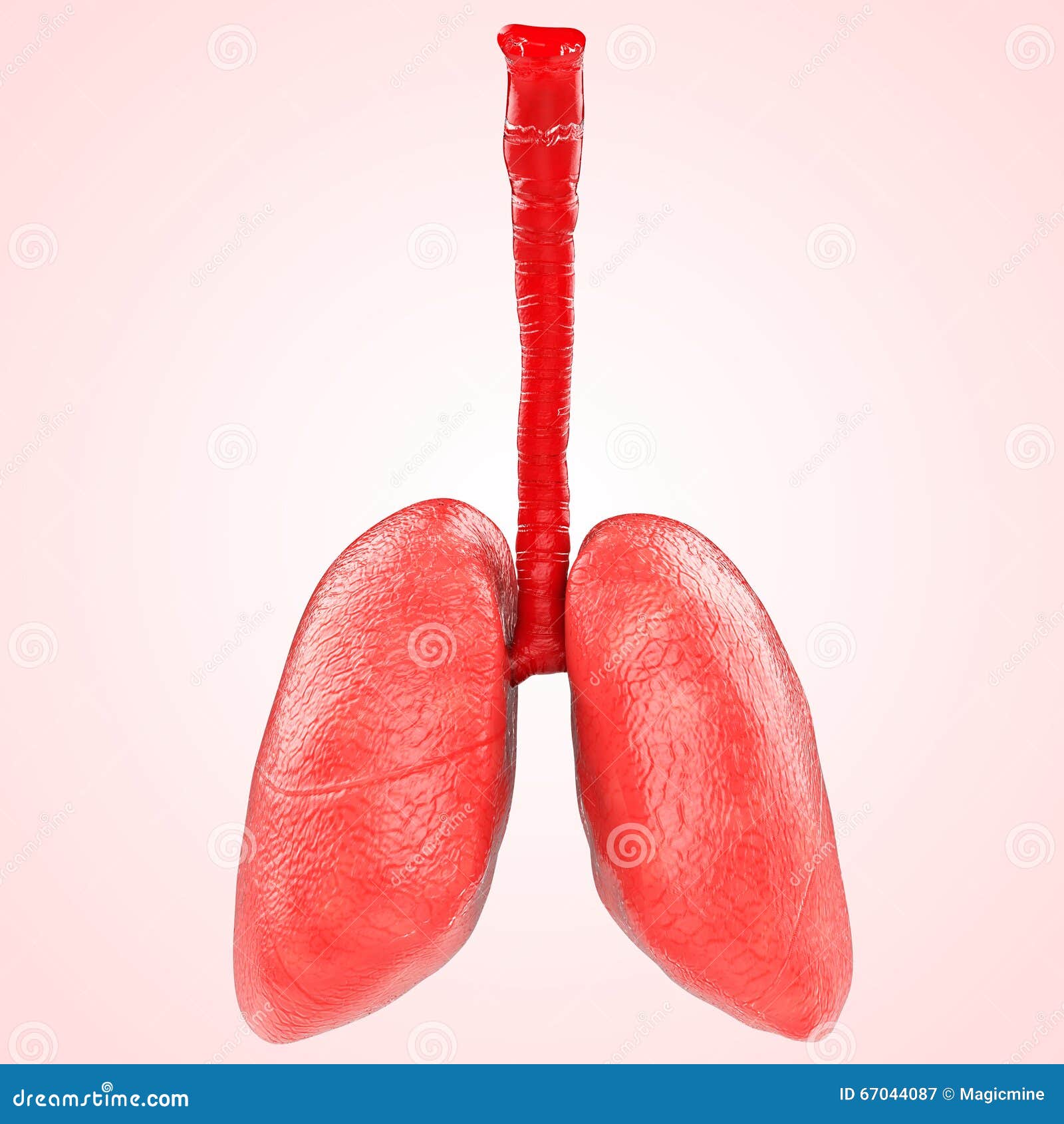 Human Body Organs (Lungs) stock illustration. Illustration of healthy ...