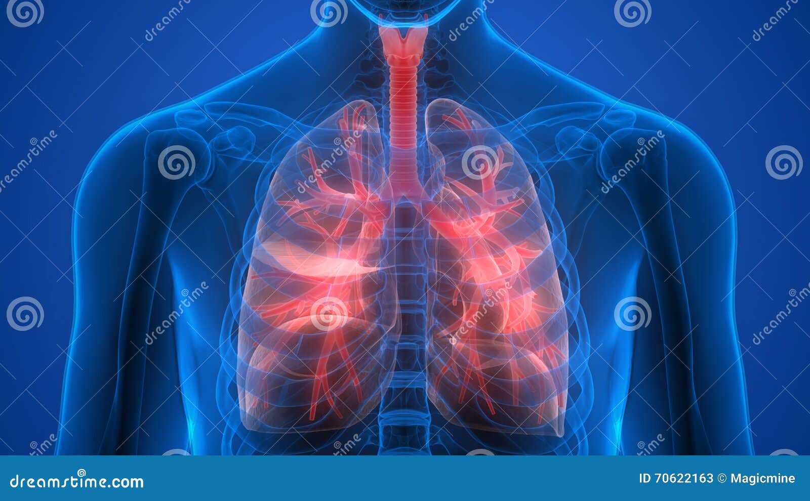 Human Body Organs (Lungs) stock illustration. Illustration of anatomy ...