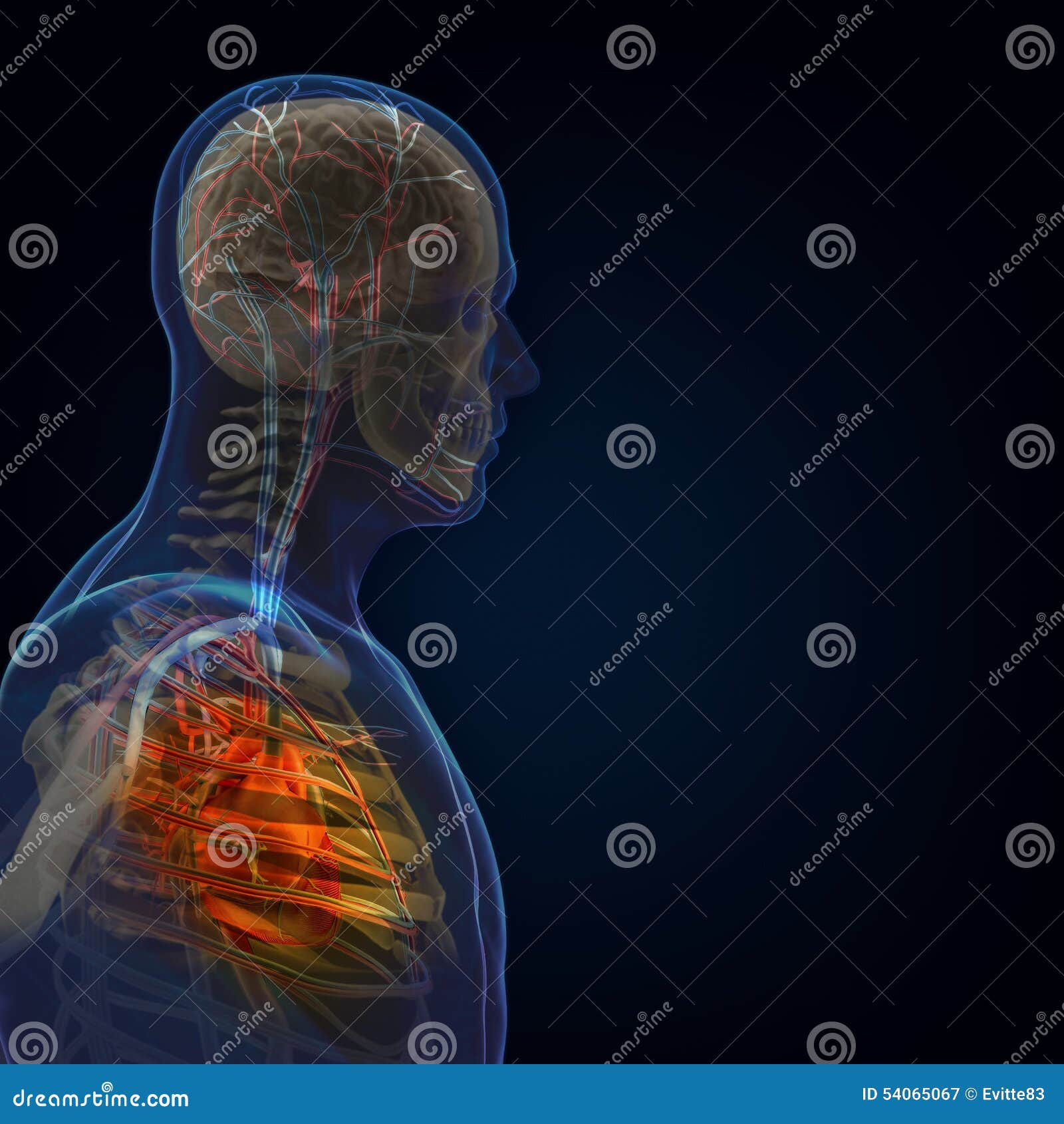 The Human Body (organs) by X-rays on Black Background Stock ...