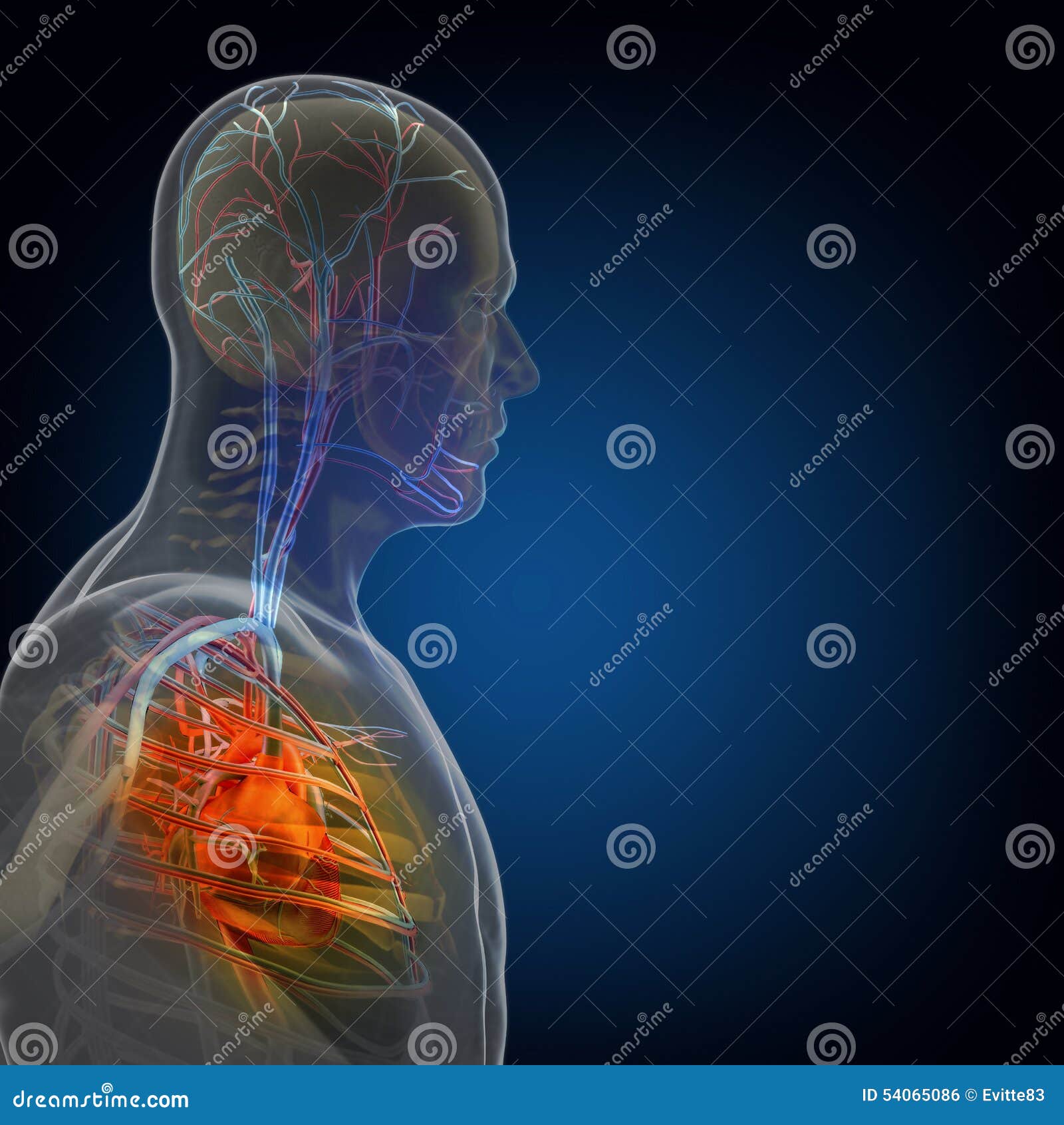 The Human Body (organs) By X-rays On Black Background Stock ...