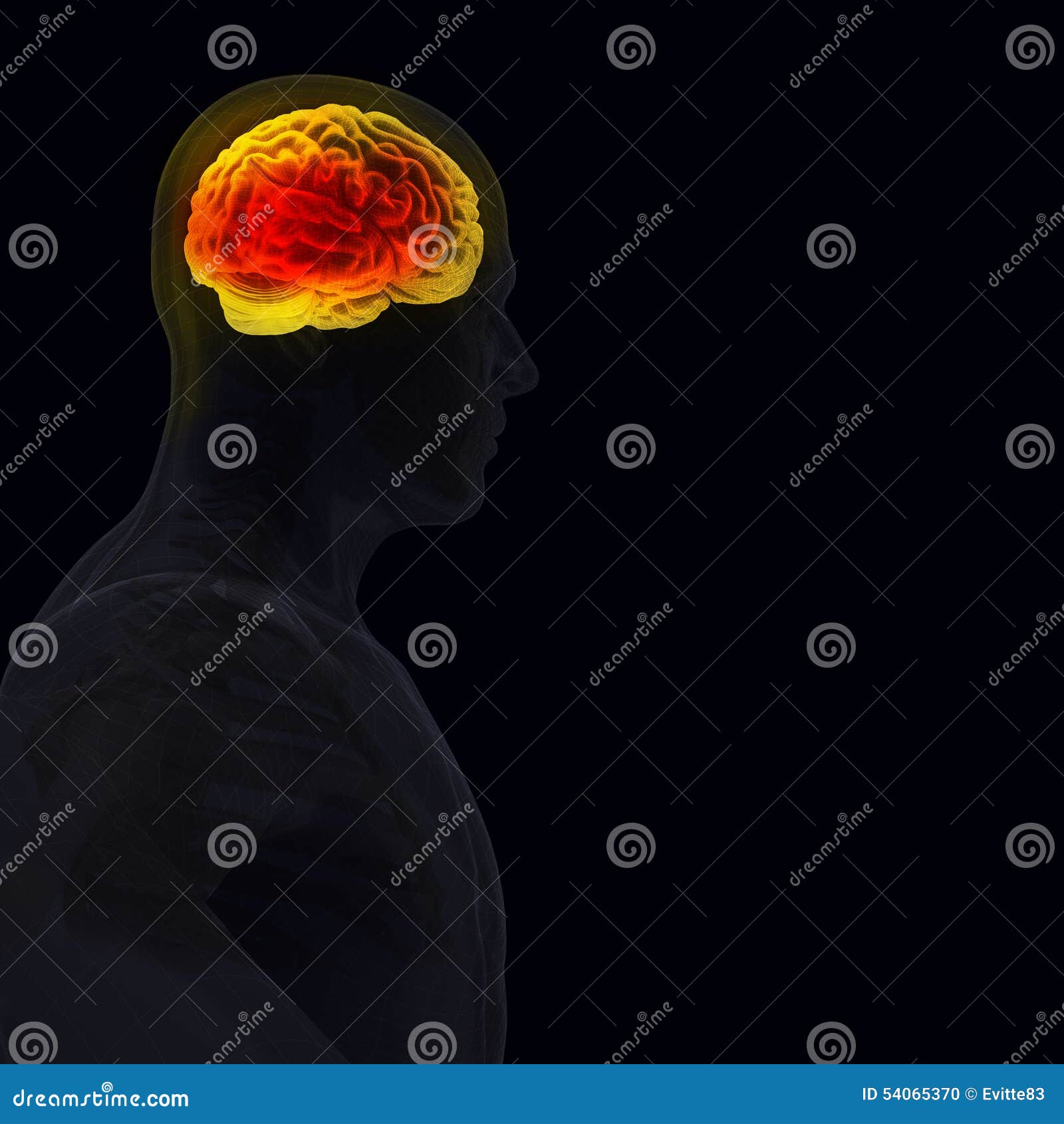 The Human Body (organs) by X-rays on Black Background Stock ...