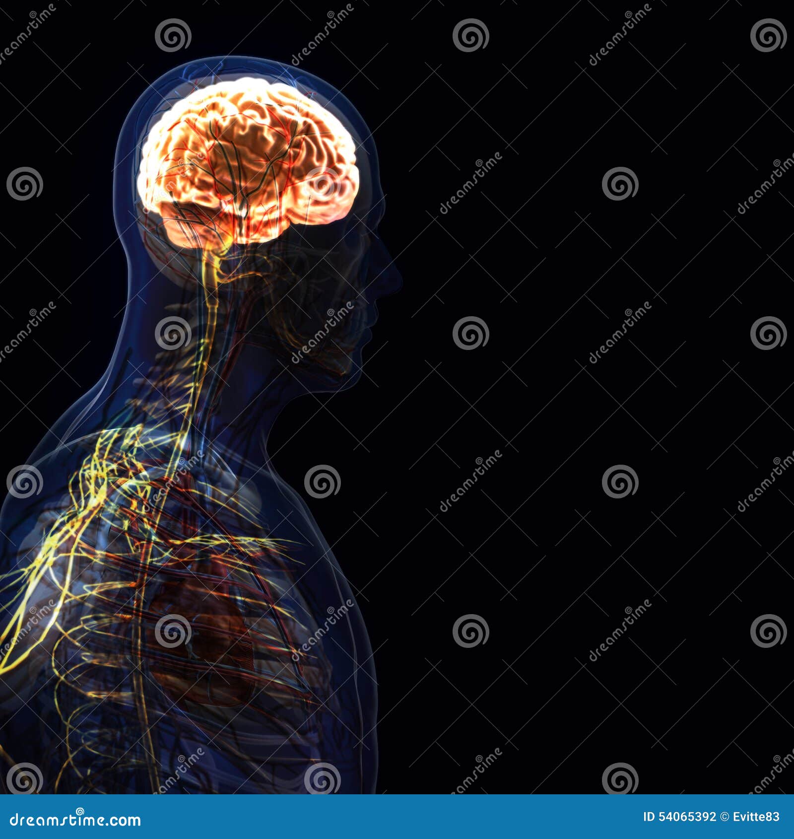 The Human Body (organs) by X-rays on Black Background Stock Photo ...